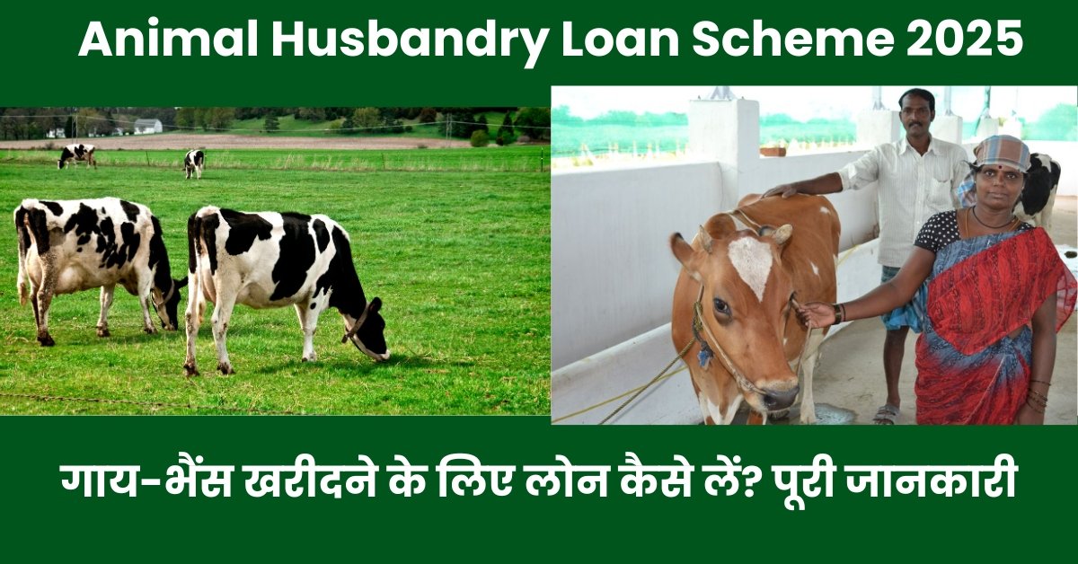 Animal Husbandry Loan Scheme 2025: गाय-भैंस खरीदने के लिए लोन कैसे लें ...